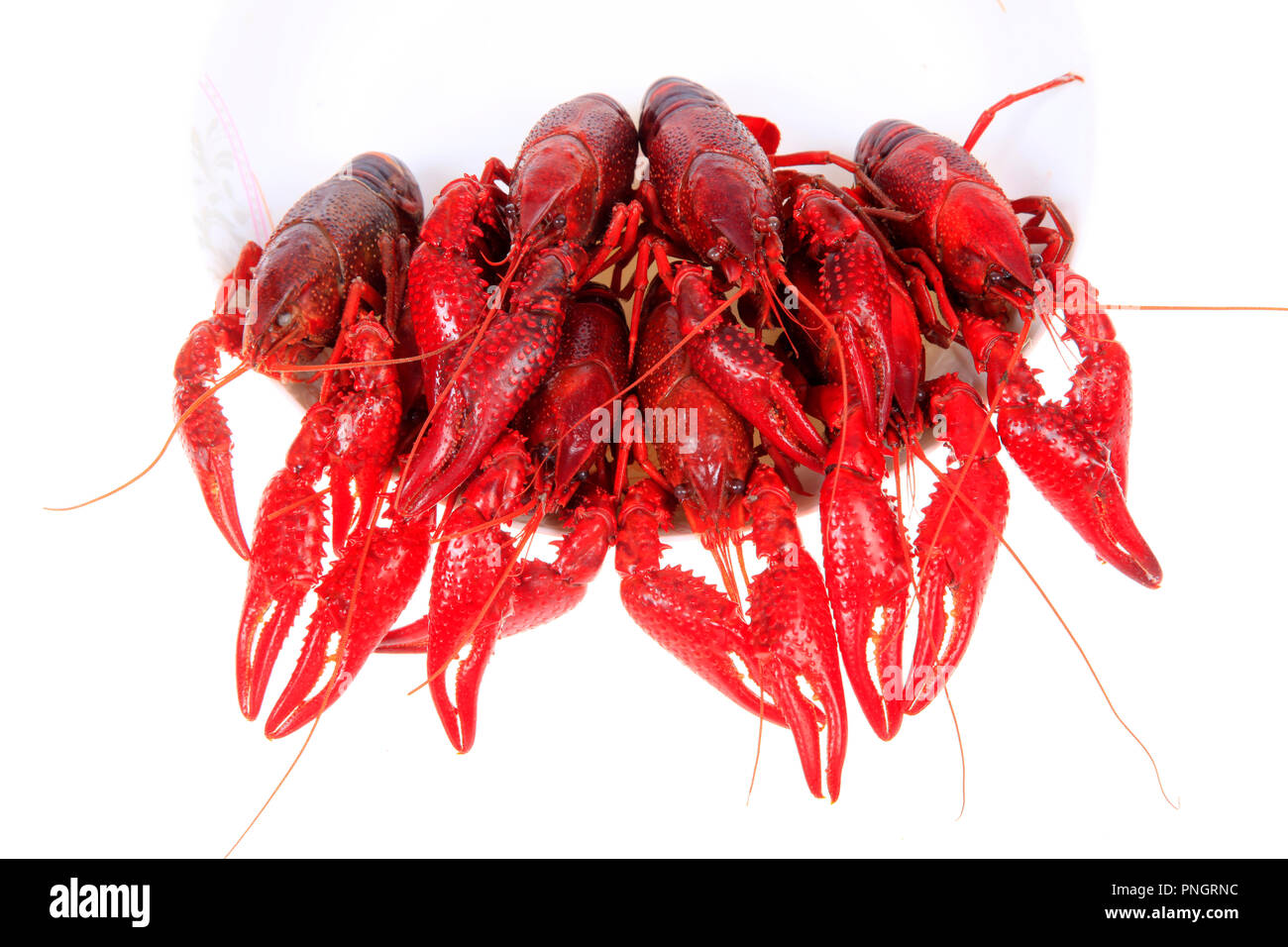 Crawfish, white background, close-up Stock Photo - Alamy