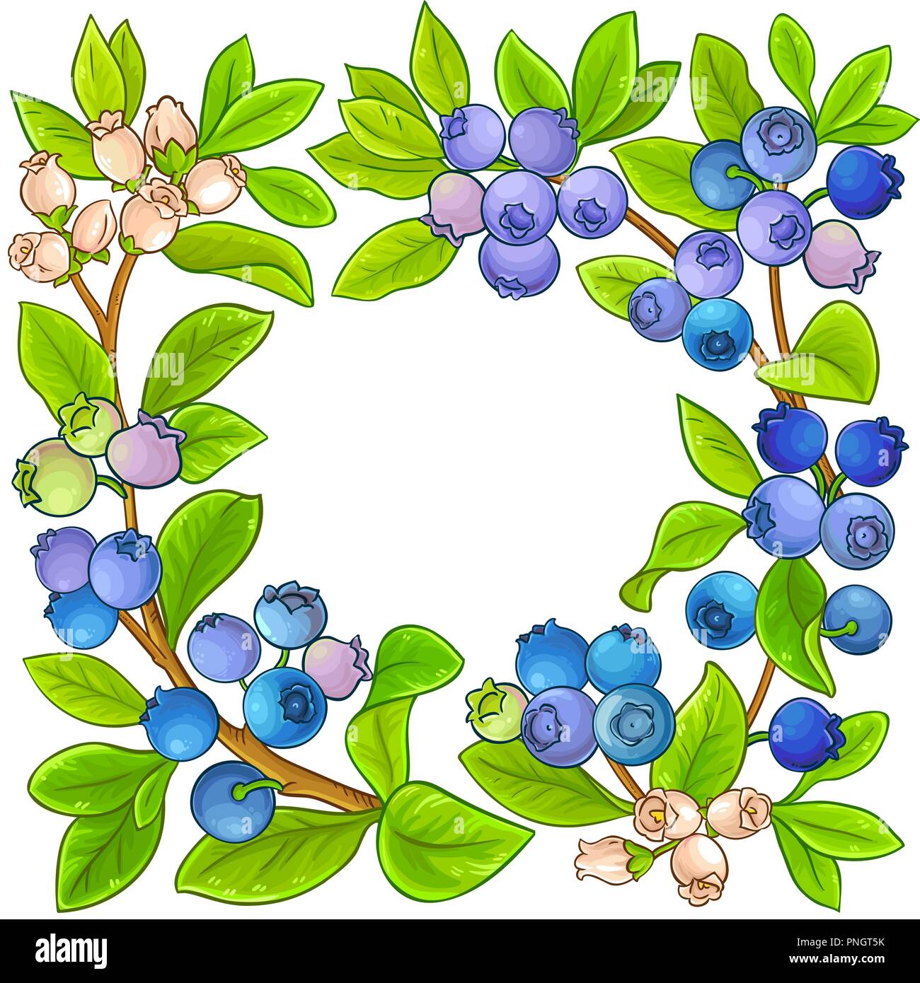 blueberry vector frame on white background Stock Vector Image & Art - Alamy