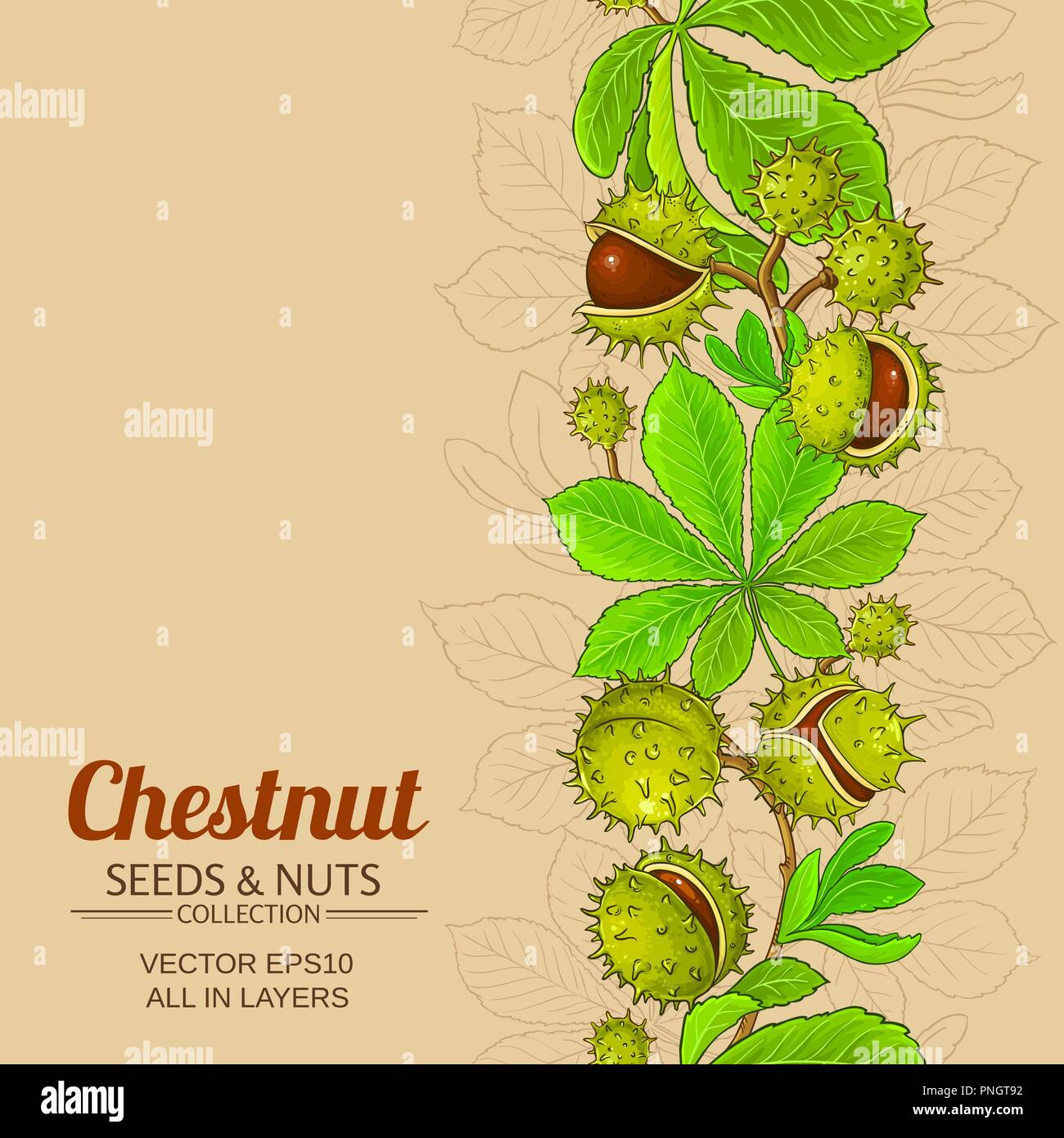 Husk chestnut Stock Vector Images - Alamy