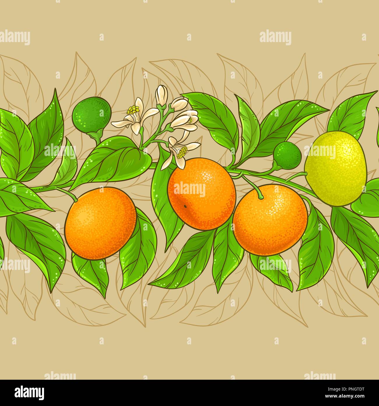 mandarin vector pattern on color background Stock Vector Image & Art ...