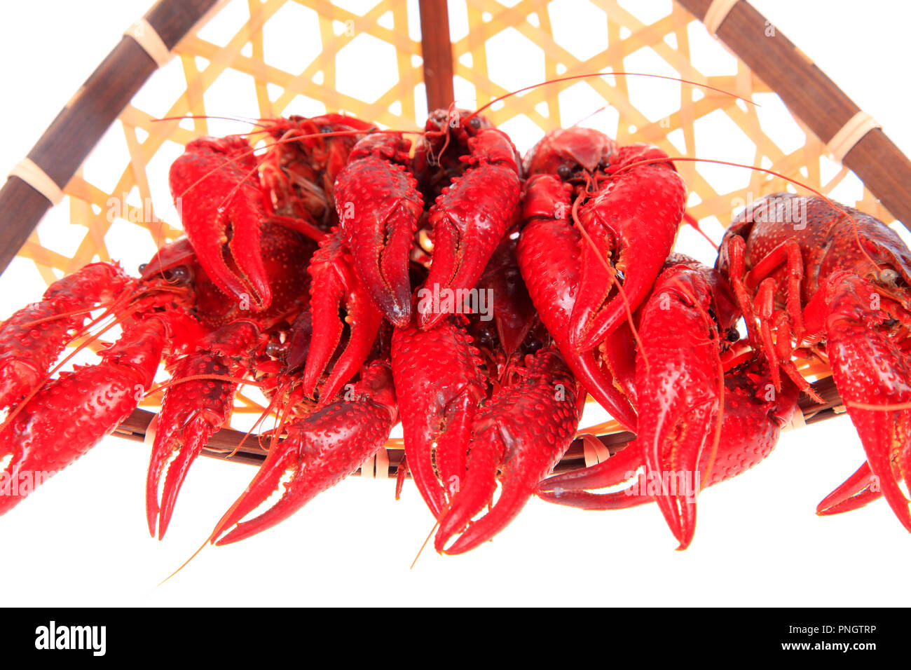 Crawfish, white background, close-up Stock Photo - Alamy