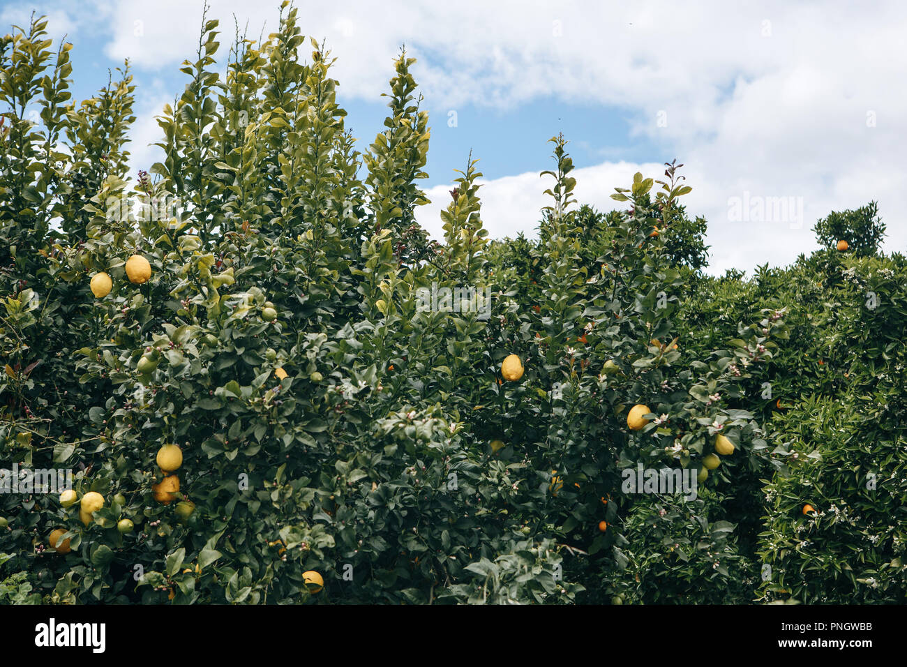 Orange lemon trees hi-res stock photography and images - Alamy