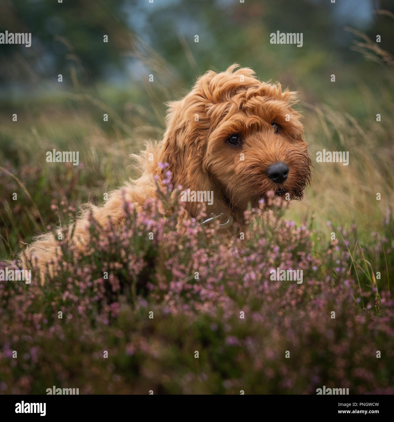 Red Cockapoo Puppy High Resolution Stock Photography and Images - Alamy