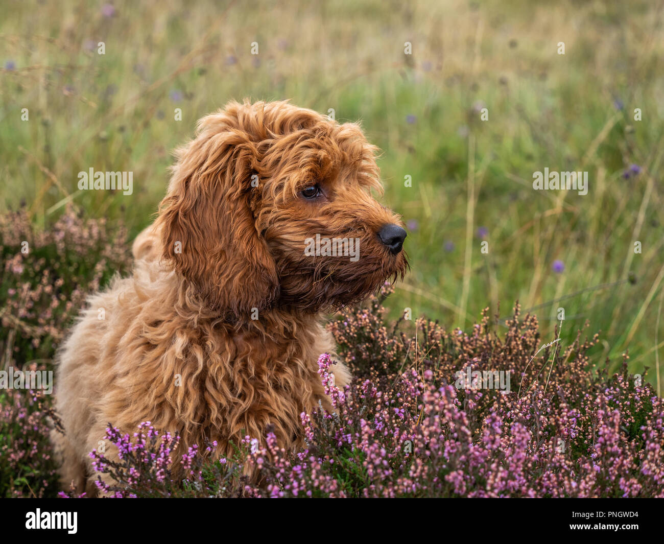 A young red Cockapoo puppy enjoying being amongst the heather in a ...