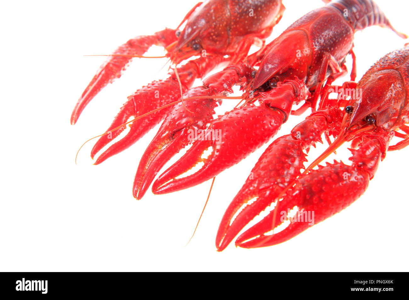 Crawfish, white background, close-up Stock Photo - Alamy