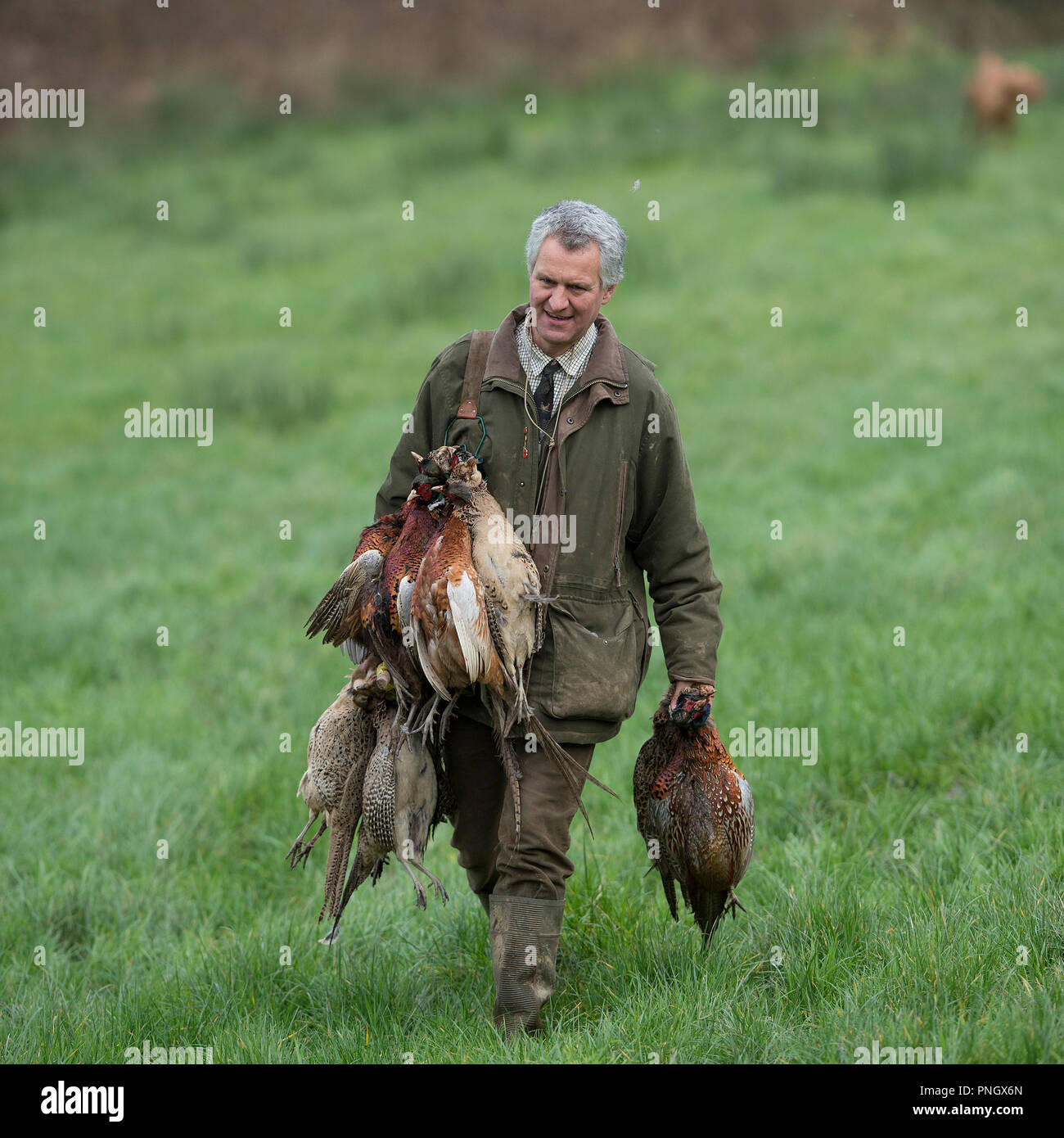 man carrying dead pheasants on a shoot Stock Photo - Alamy