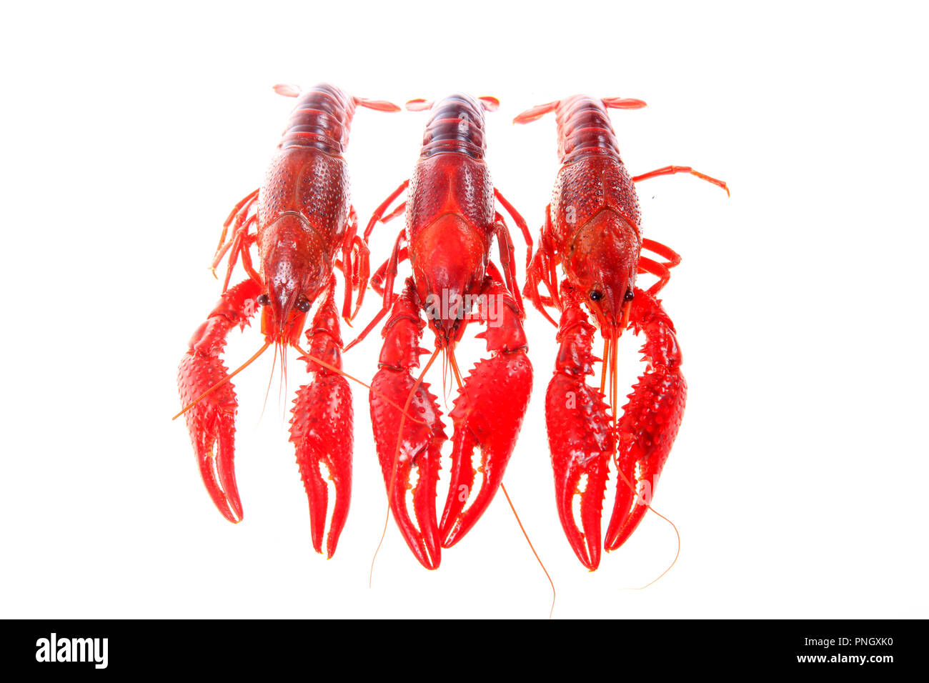 Crawfish, white background, close-up Stock Photo - Alamy