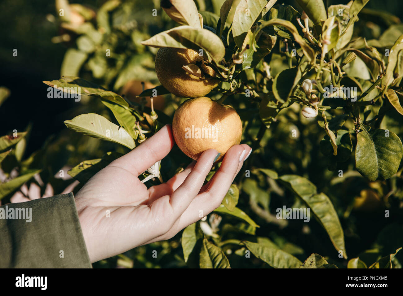 A close-up person is going to tear the mandarin from the branch ...