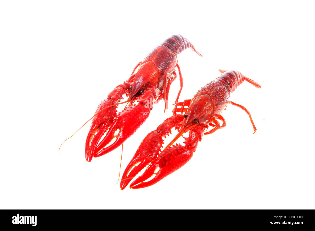 Crawfish, white background, close-up Stock Photo - Alamy