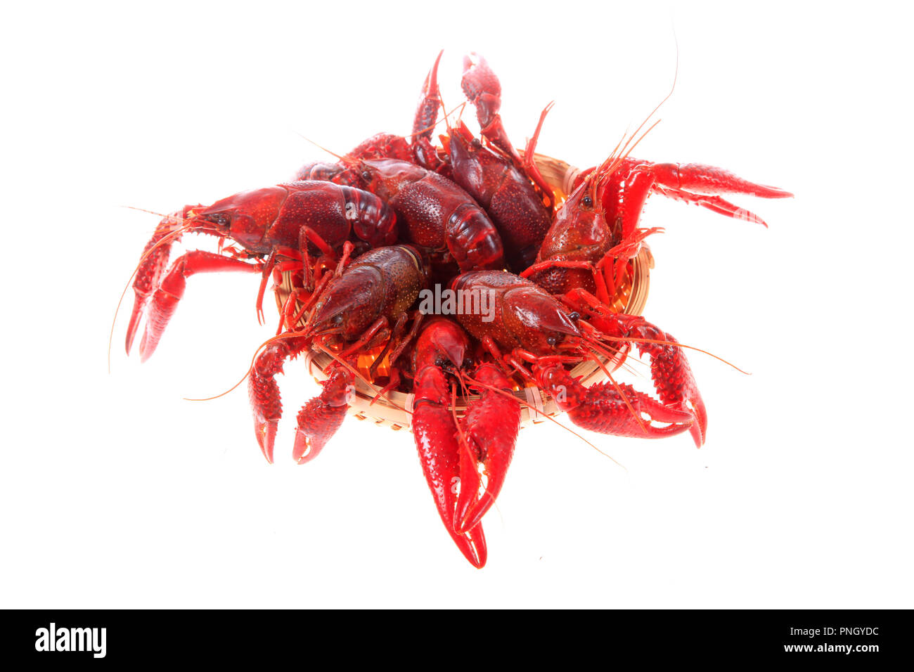 Crawfish, white background, close-up Stock Photo - Alamy