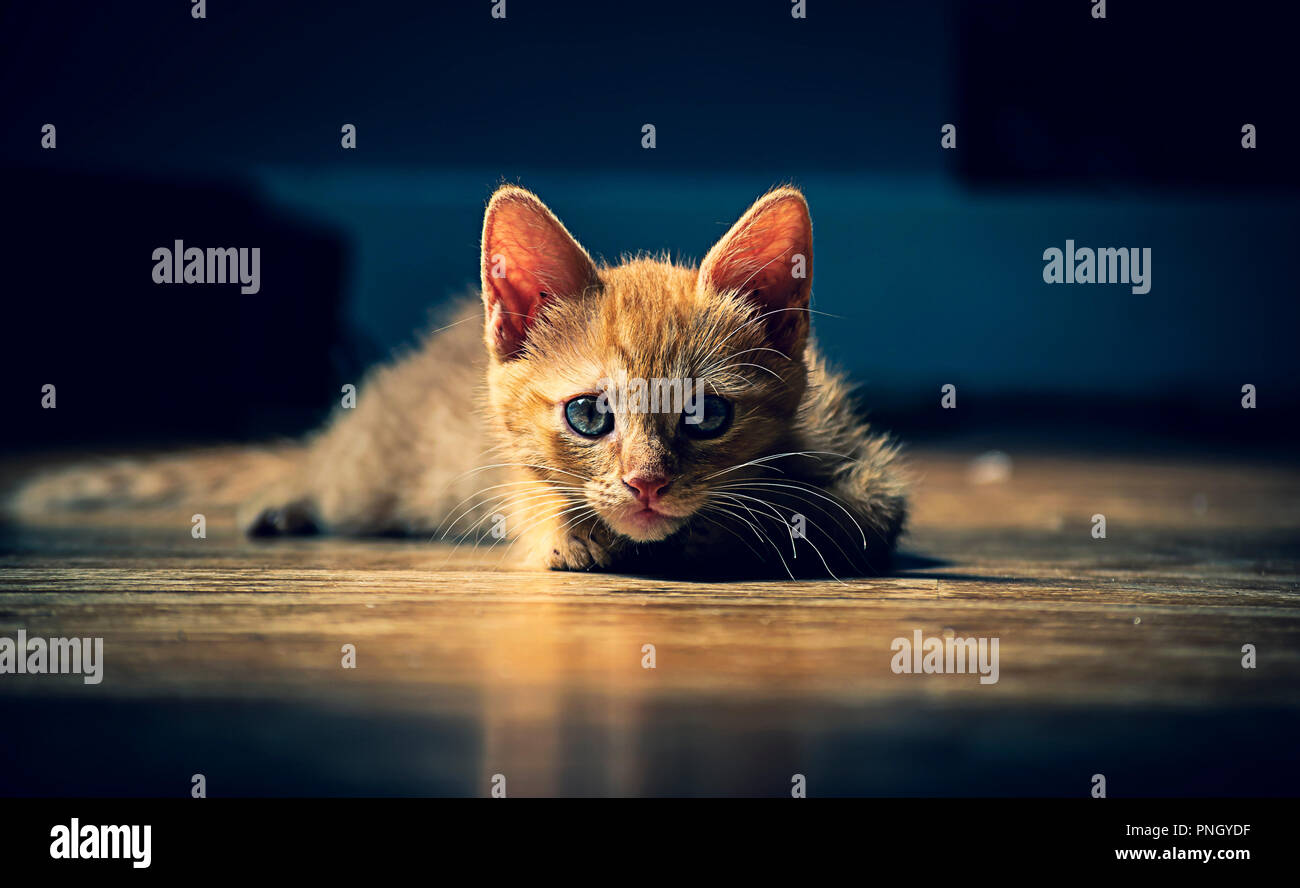 JUST A LOOK Stock Photo - Alamy