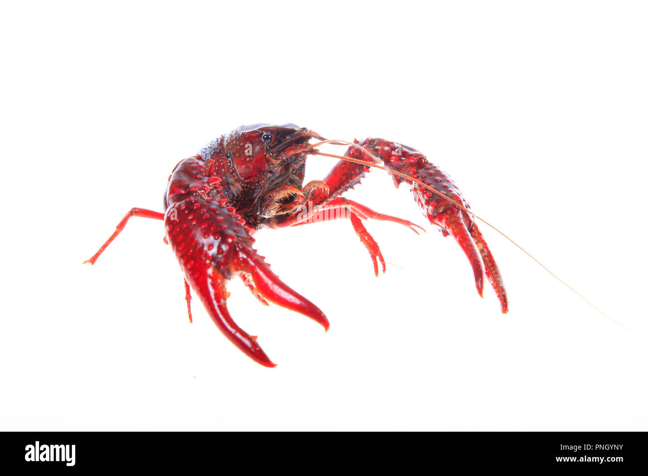 Crawfish, white background, close-up Stock Photo - Alamy