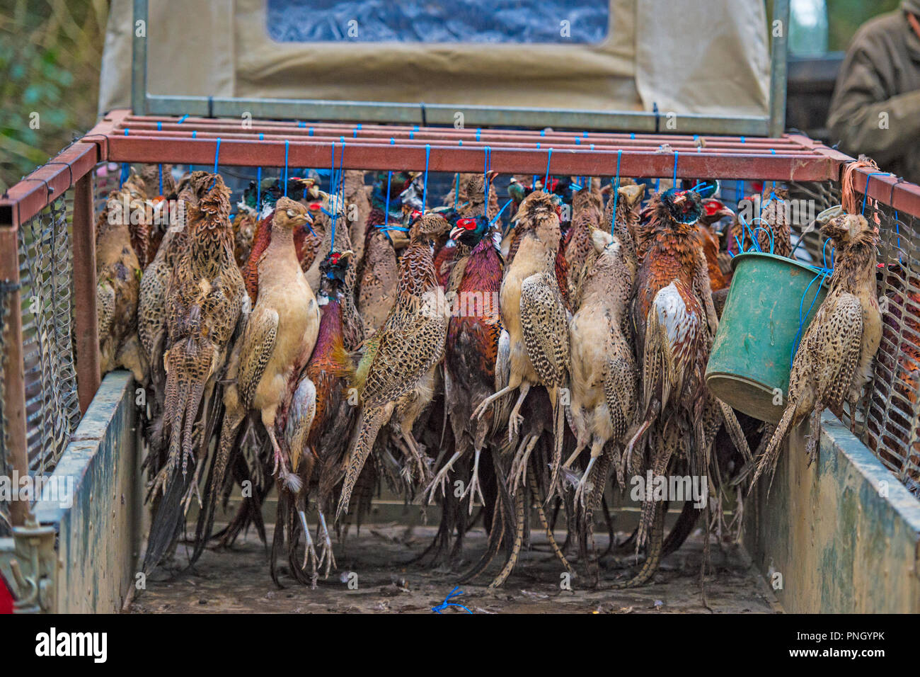 shot pheasants on a game cart Stock Photo - Alamy