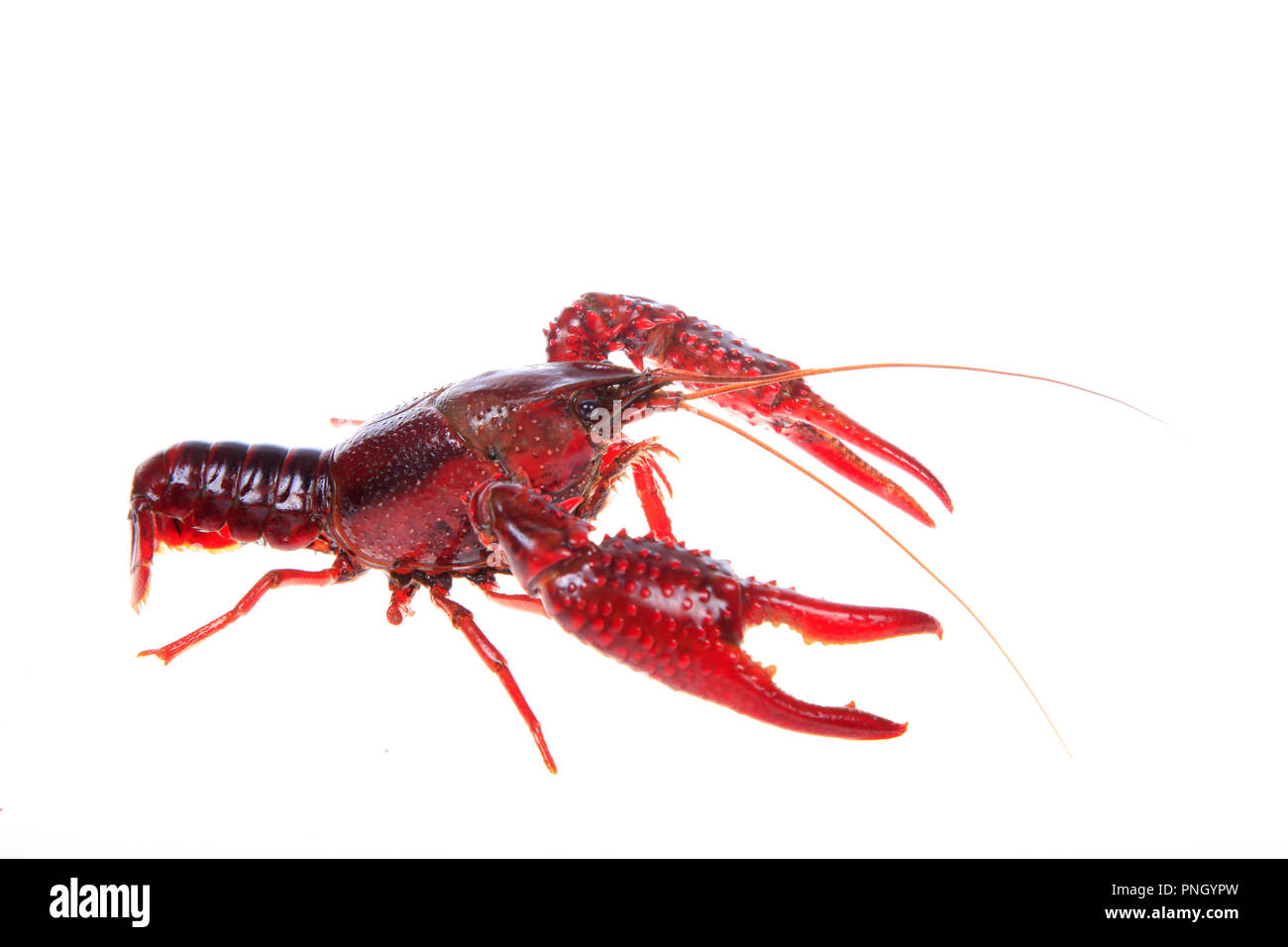 Crawfish, white background, close-up Stock Photo - Alamy