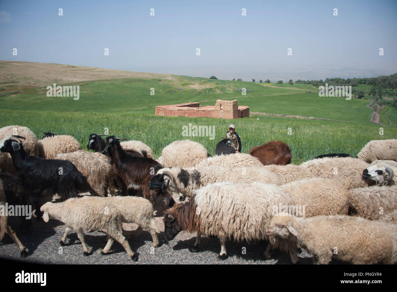 25-02-11. Marrakech, Morocco. A young boy / shepherd herding sheep by ...