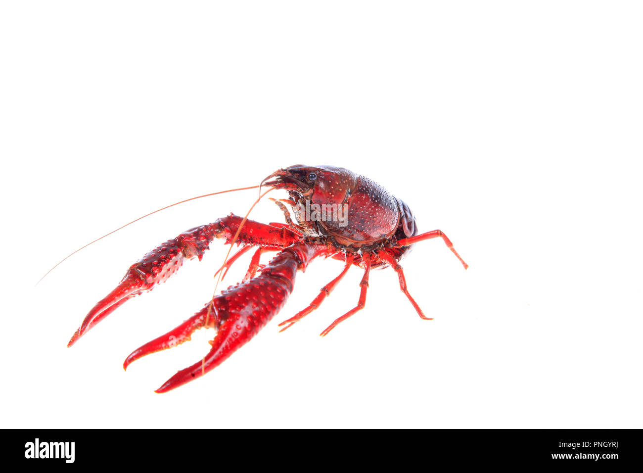 Crawfish, white background, close-up Stock Photo - Alamy