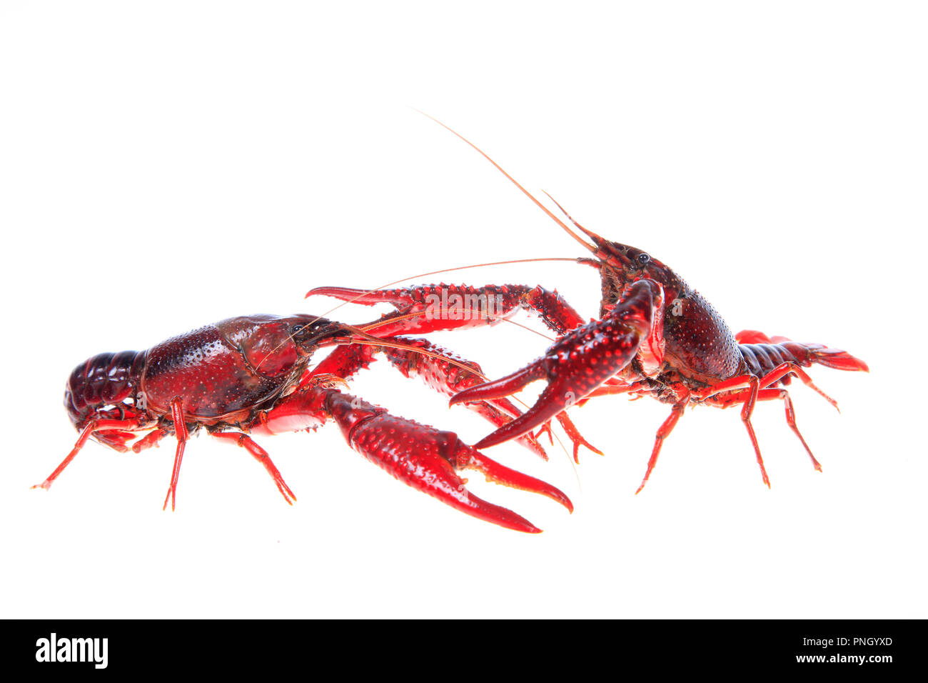 Crawfish, white background, close-up Stock Photo - Alamy