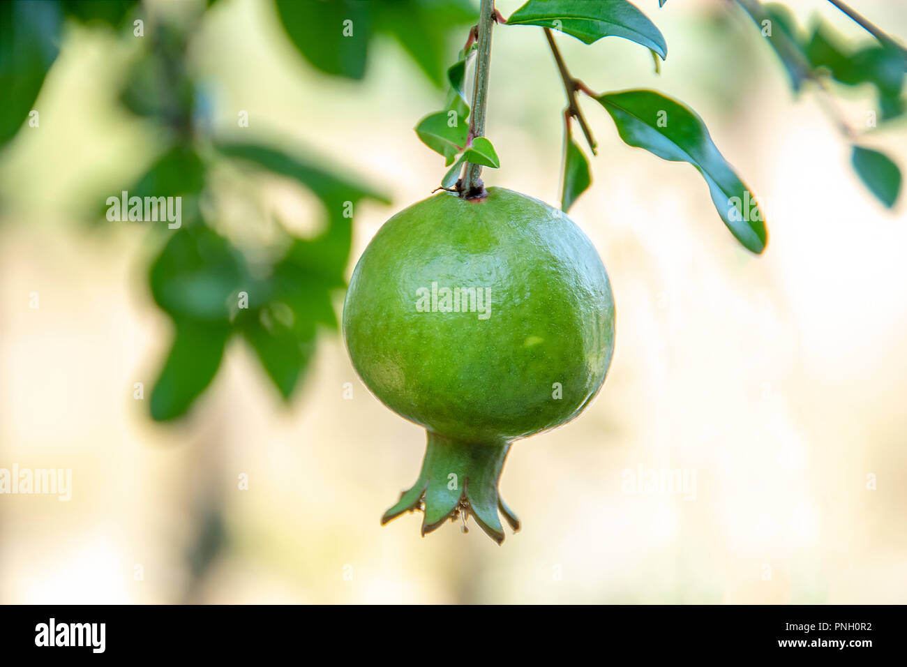 Unripe green pomegranate fruit. Blurred background Stock Photo - Alamy