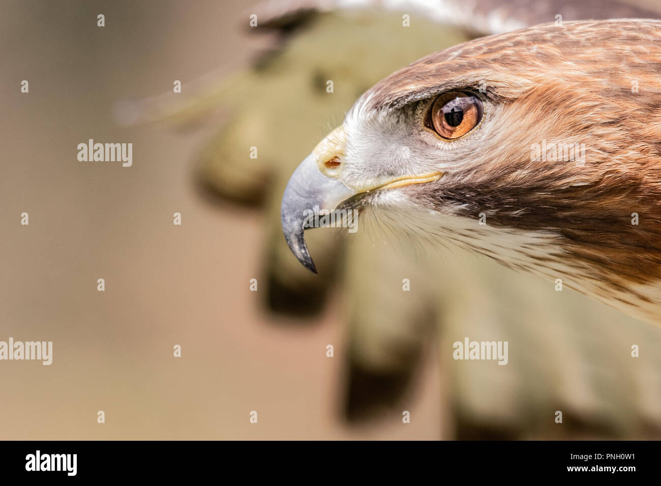 Detail of orange eye and iris of a red-tailed hawk (Buteo jamaicensis ...