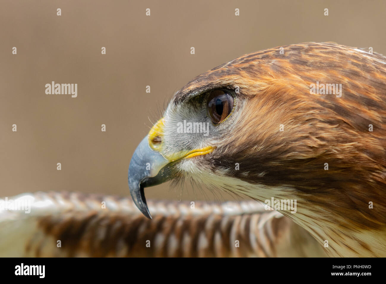 Eye aperture hi-res stock photography and images - Alamy