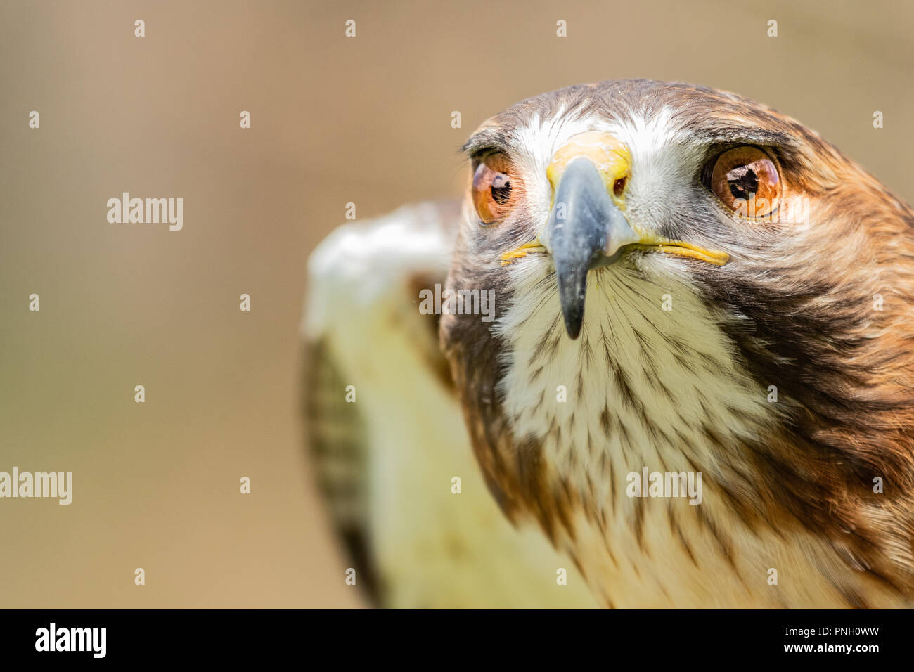Detail of orange eye and iris of a red-tailed hawk (Buteo jamaicensis ...