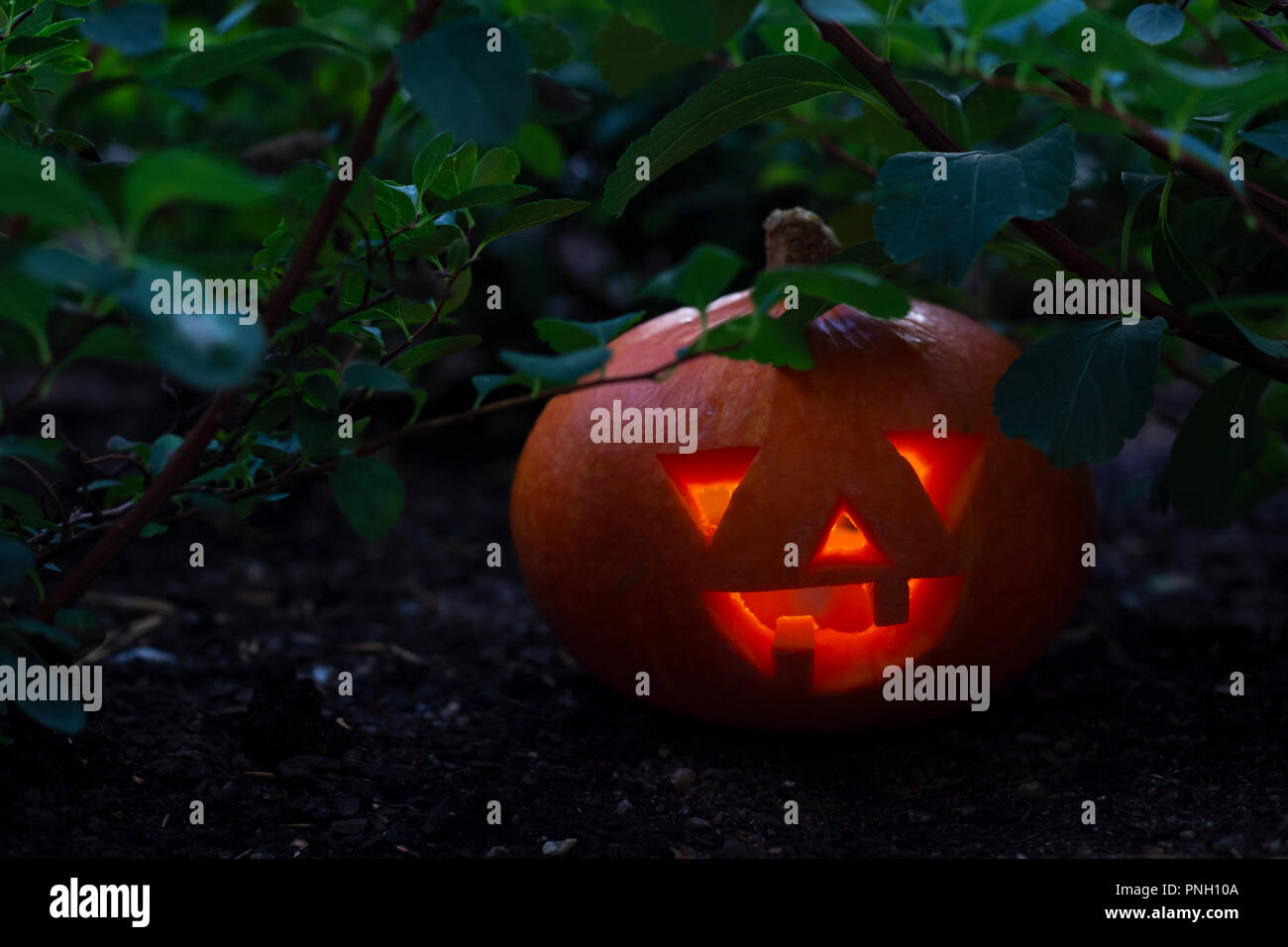 jack o'lantern pumpkin with candlelight surrounded by plants Stock ...
