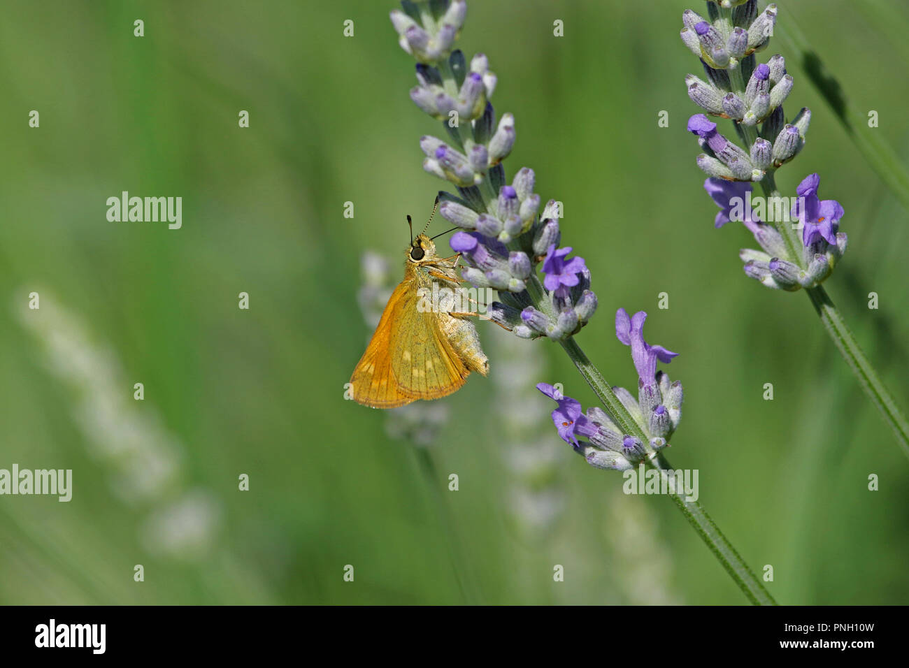 Orange skipper butterfly possibly small, Essex or Lulworth Latin ...