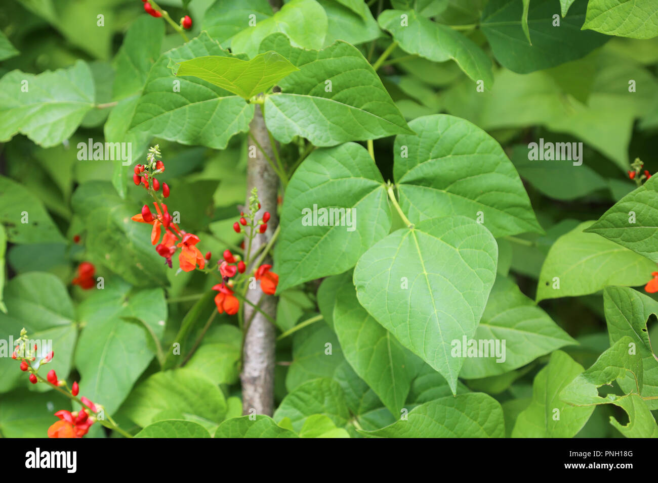 red flowers of the bean plants in the vegetable garden and the ...