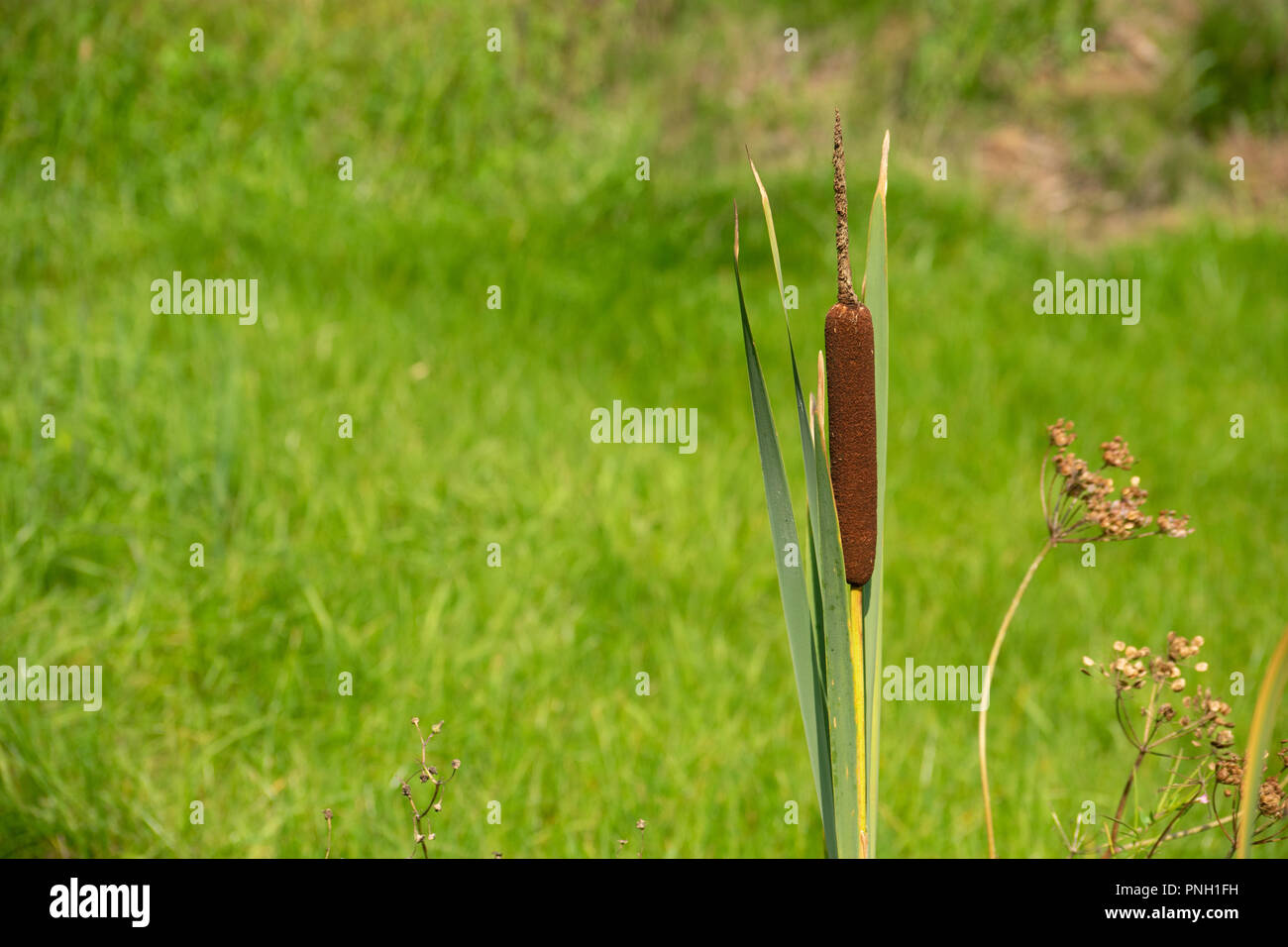 A single brown cattail plant stands tall against a vibrant green grassy ...