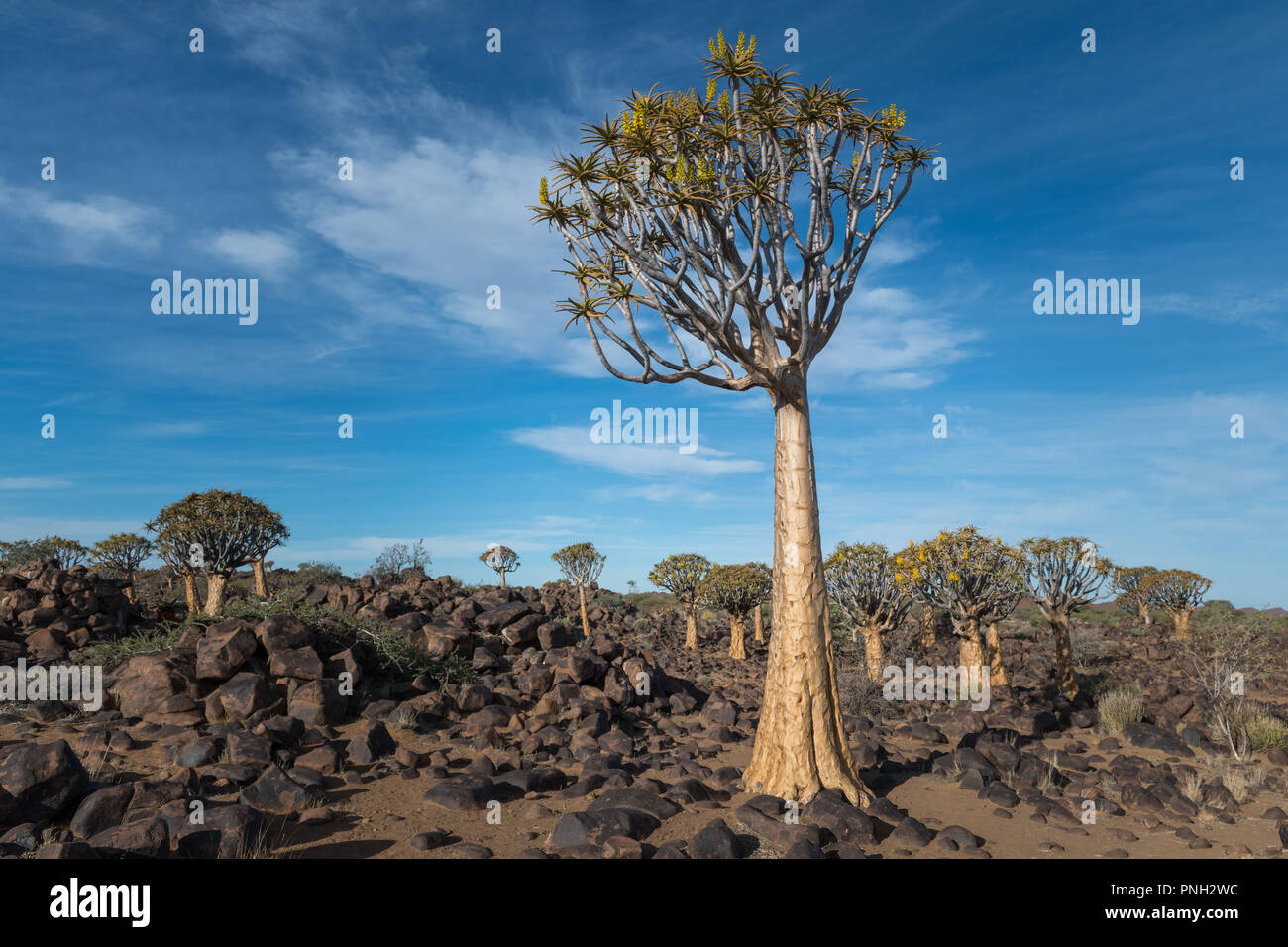 Quiver tree or Kokerboom (Aloe dichotoma) is a species of aloe. Namibia ...