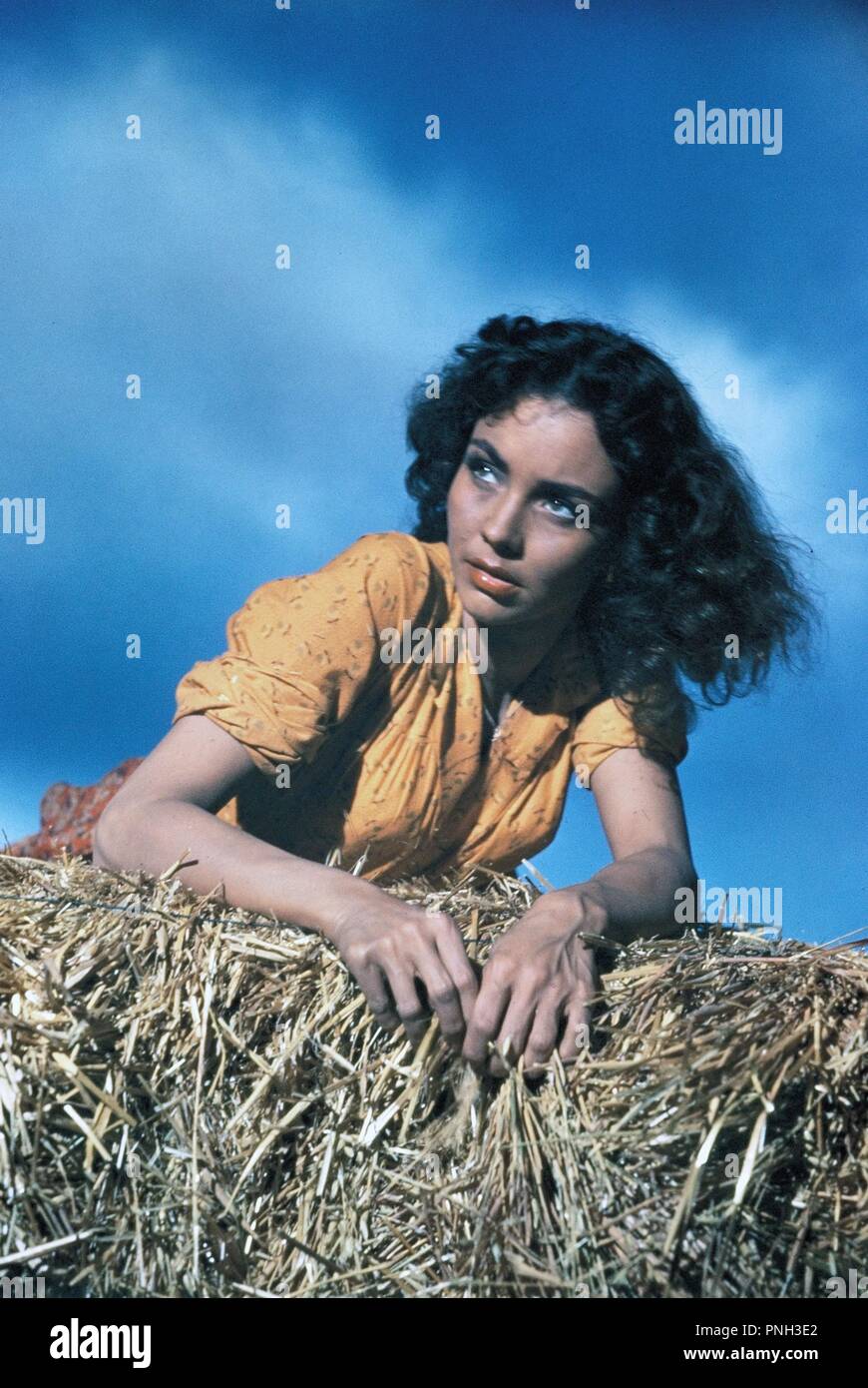 Original film title: DUEL IN THE SUN. English title: DUEL IN THE SUN ...