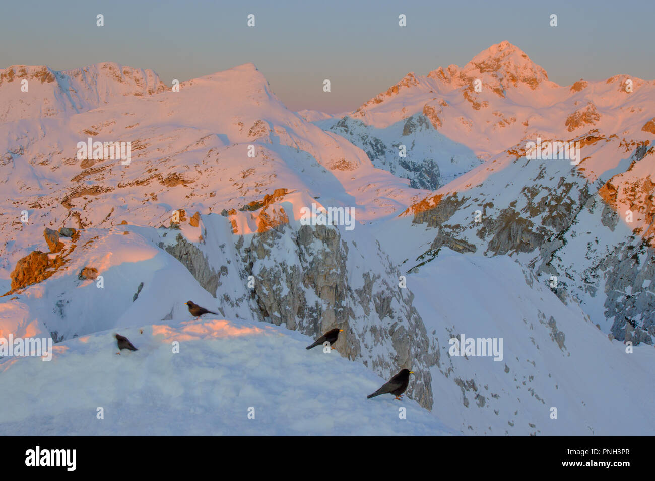 Bird messengers hi-res stock photography and images - Alamy