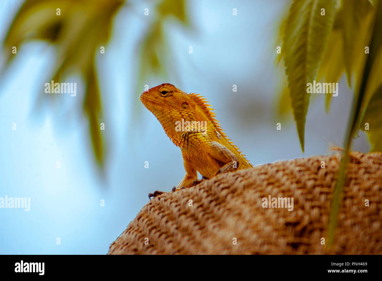 Aqua lizard hi-res stock photography and images - Alamy