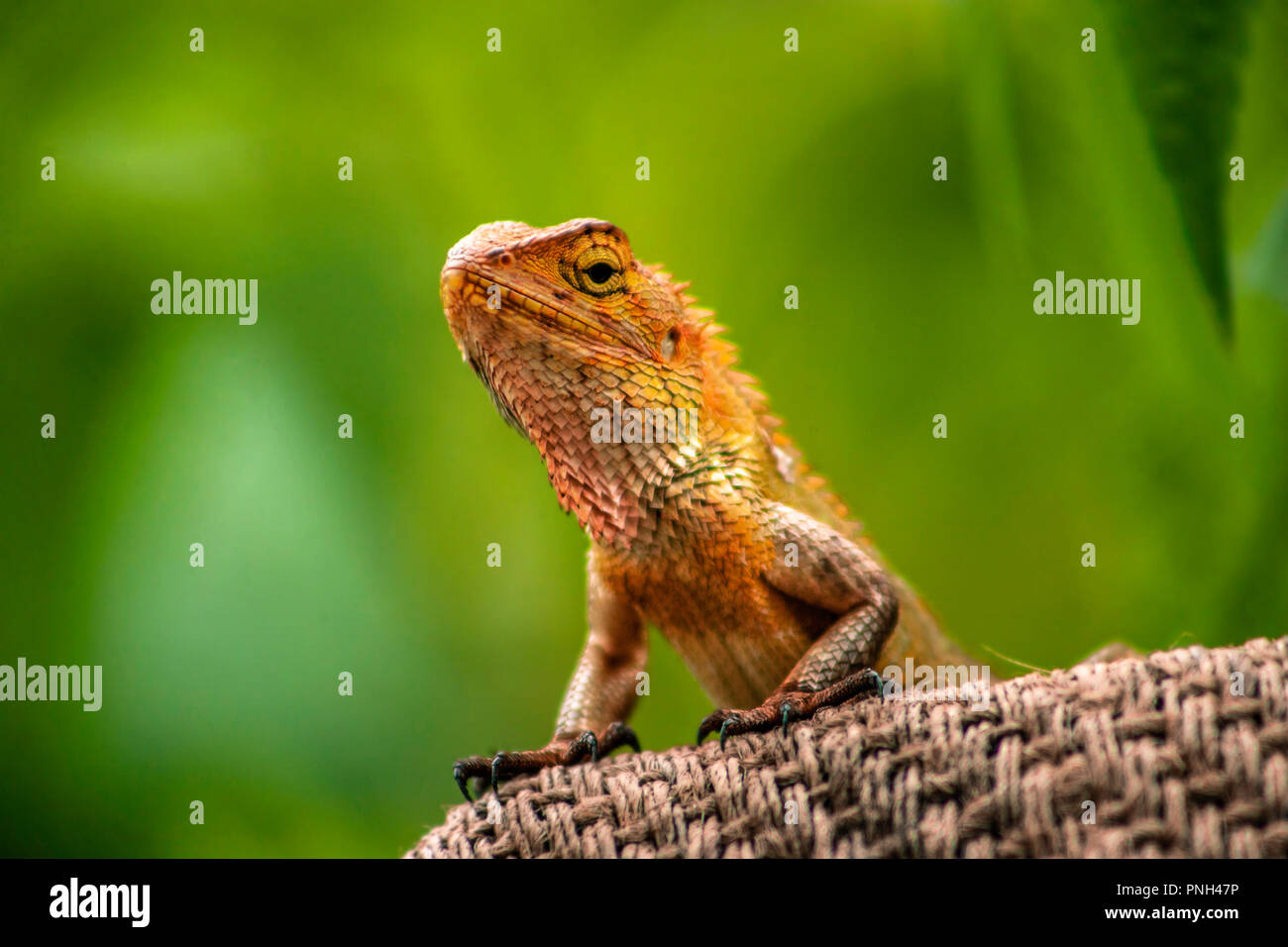 Lizard photography hi-res stock photography and images - Alamy