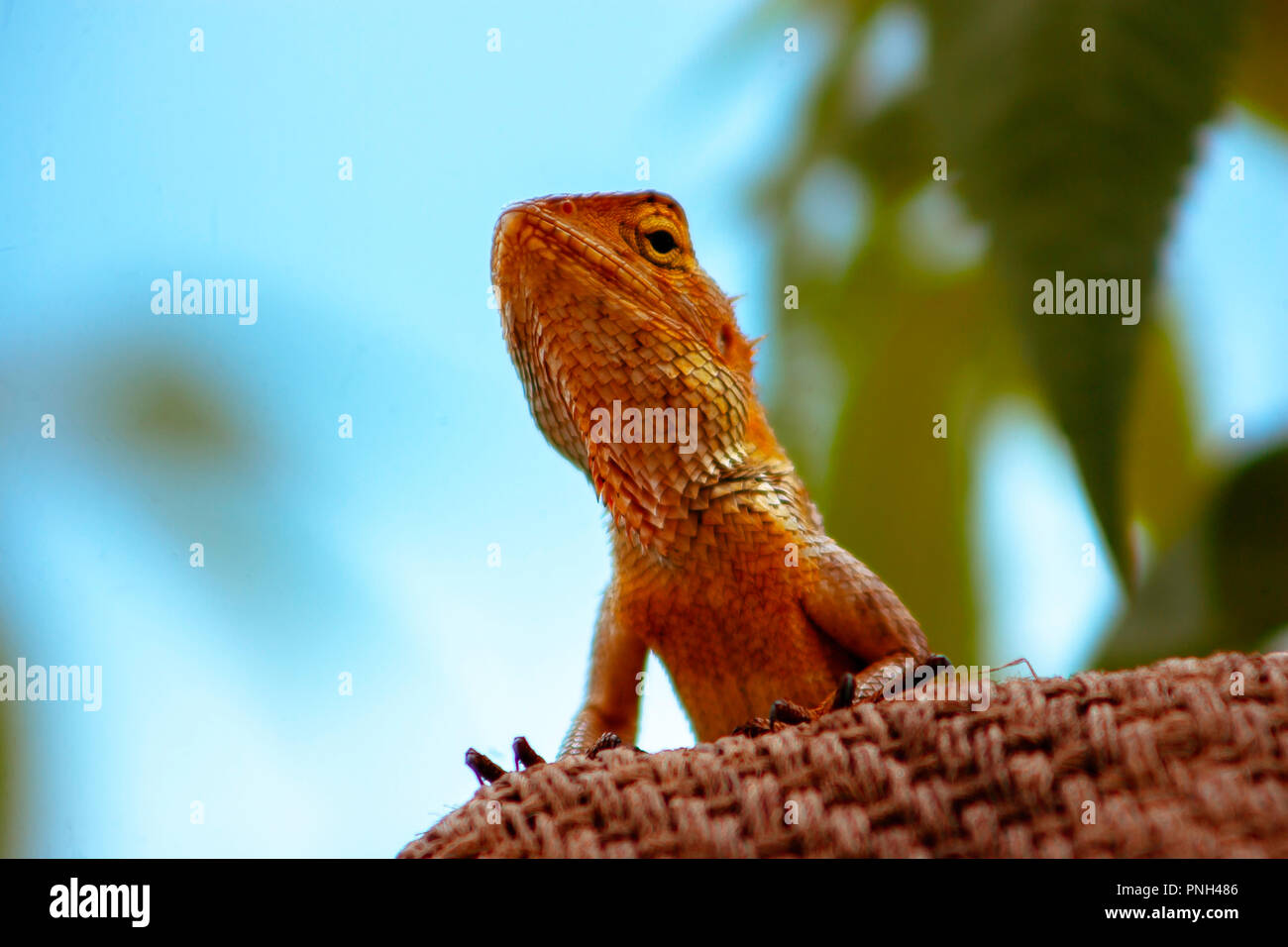 Eastern garden lizard of asia hi-res stock photography and images - Alamy
