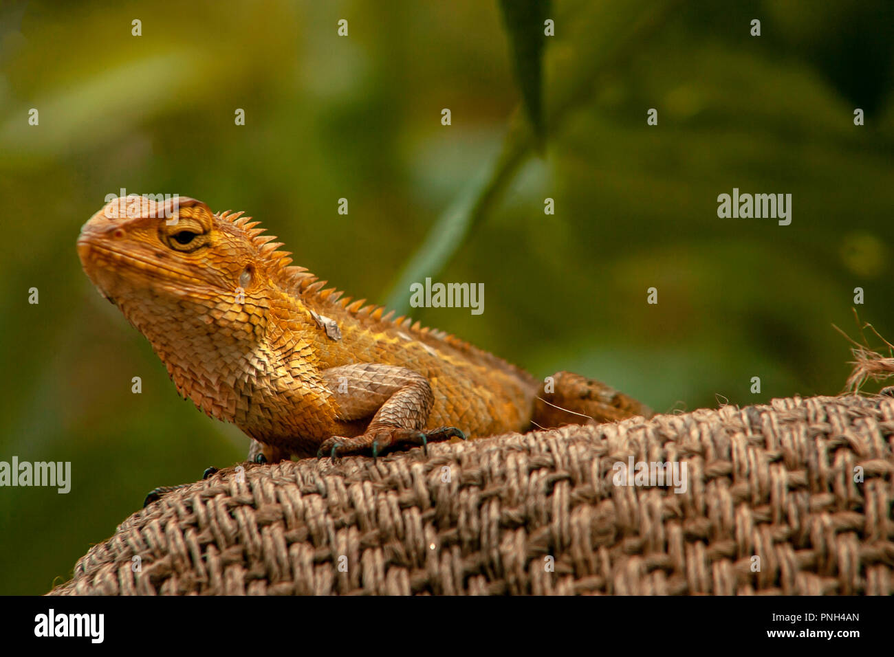 Aqua lizard hi-res stock photography and images - Alamy