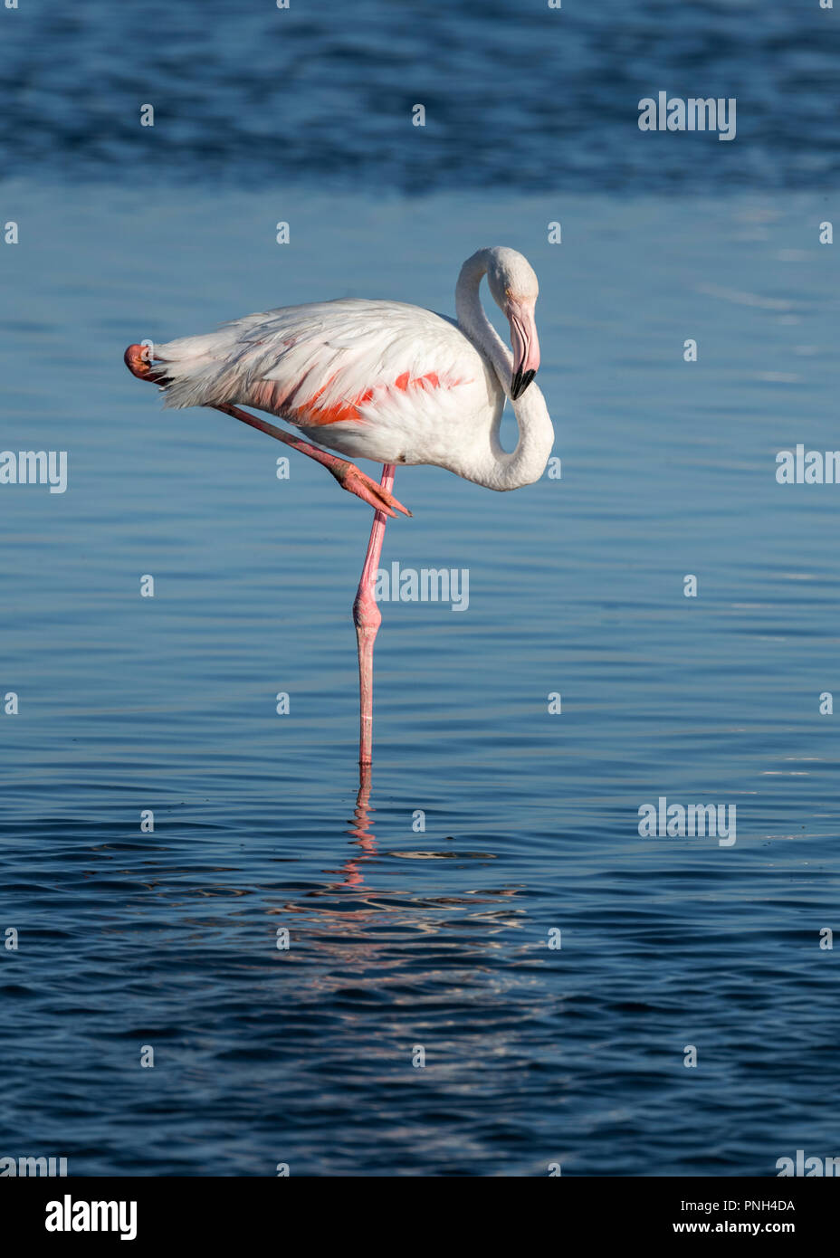 Flamingo walvis bay namibia hi-res stock photography and images - Alamy