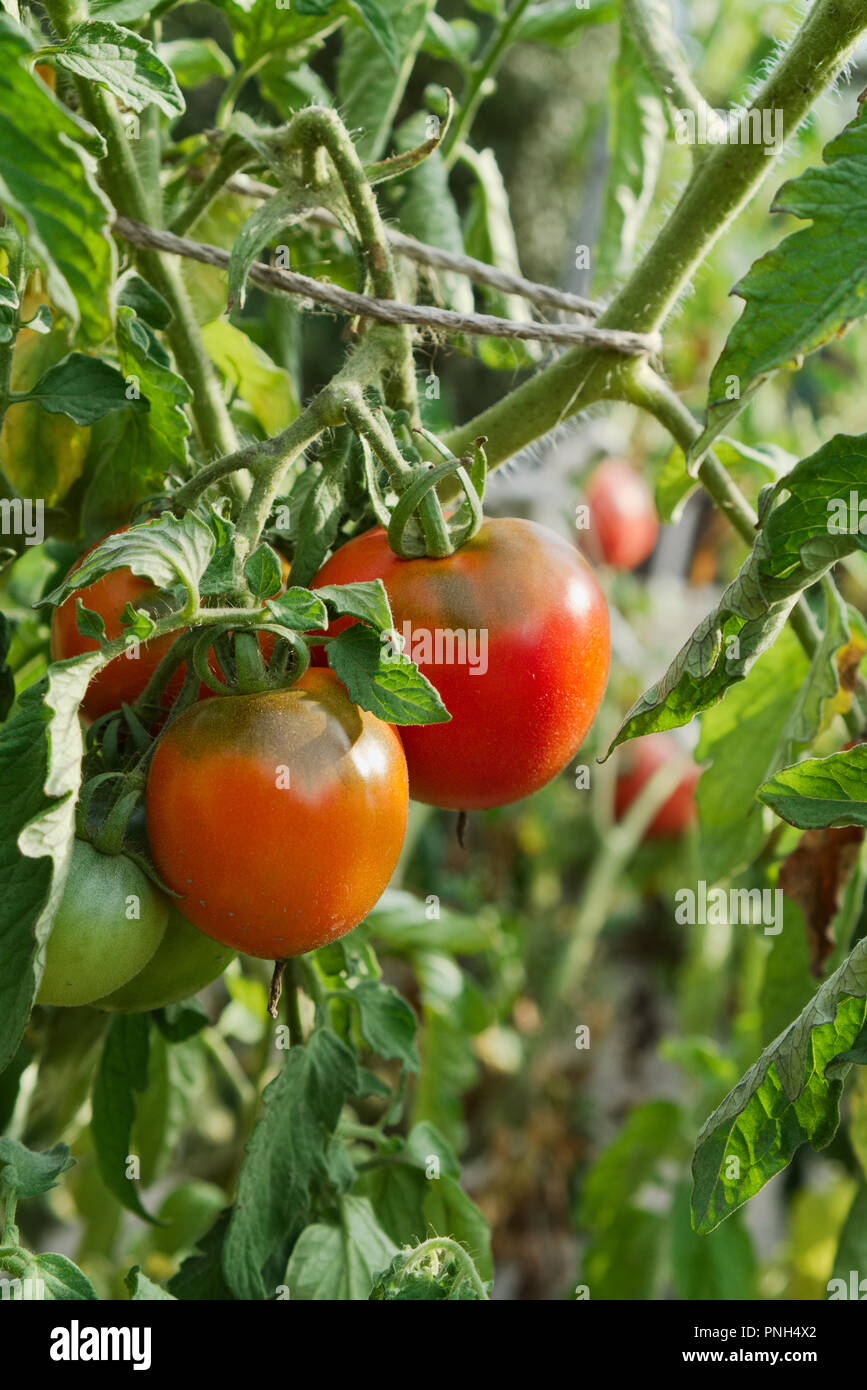 Red berry tomatoes hi-res stock photography and images - Alamy