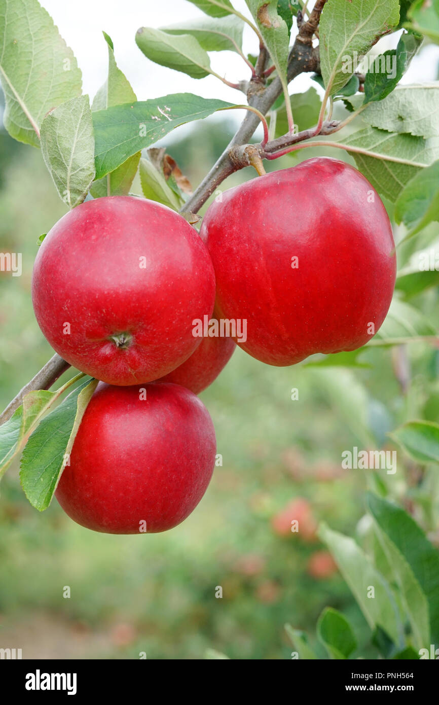 Bunch apples hi-res stock photography and images - Alamy
