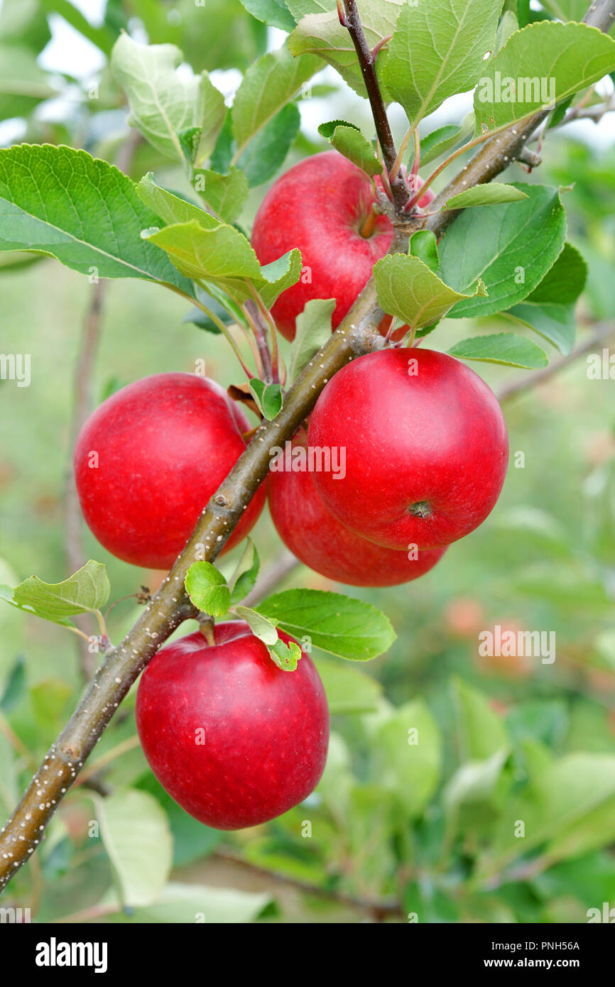 Bunch red apples hi-res stock photography and images - Alamy