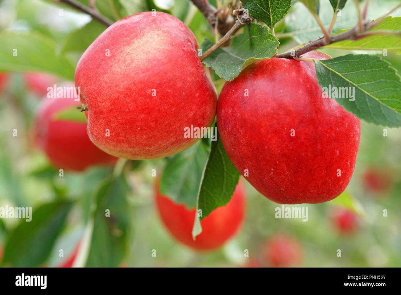 Cider fruit tree hi-res stock photography and images - Alamy