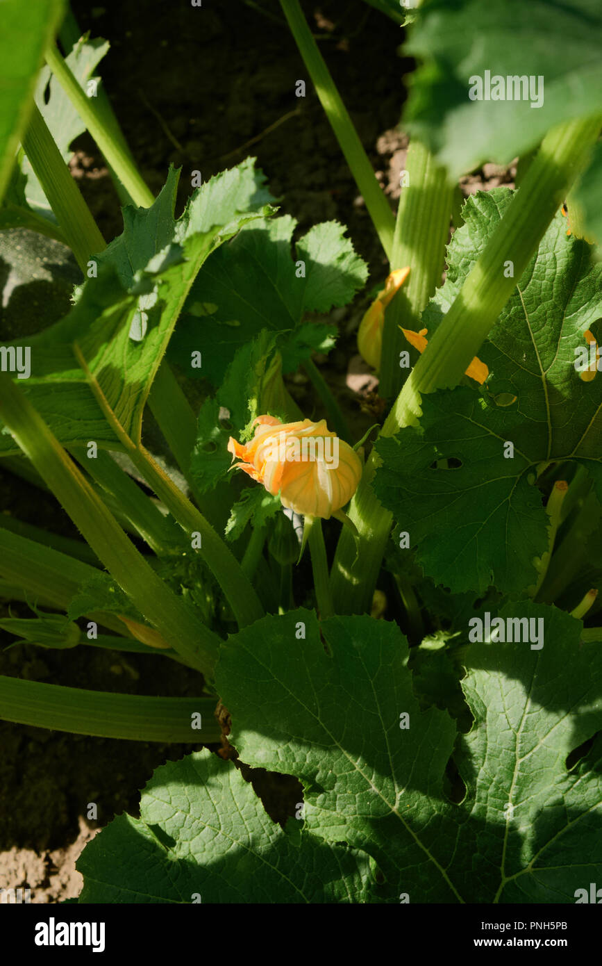 Organic zucchini growing in vegetable garden in summer, little flower ...