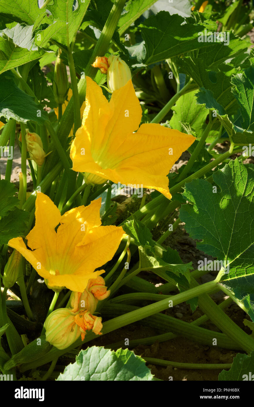 Organic zucchini growing in vegetable garden in summer, big golden ...