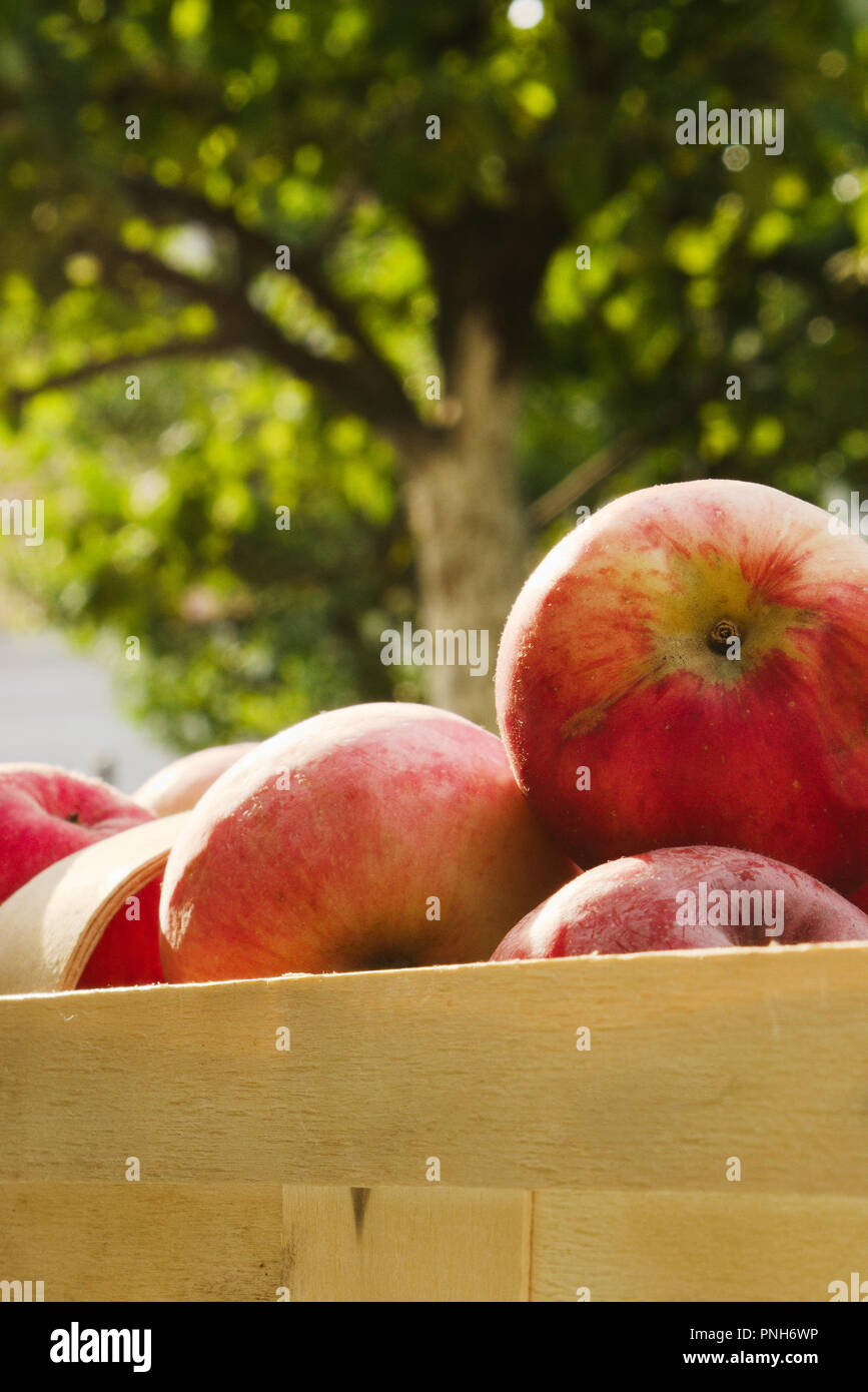 Organic red apples in bucket in the garden, blurry background with a ...