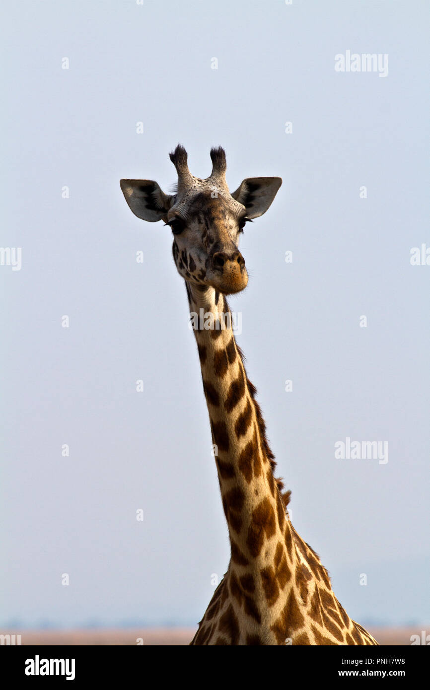 The profile of a female Giraffe is not as robust as that of the larger ...