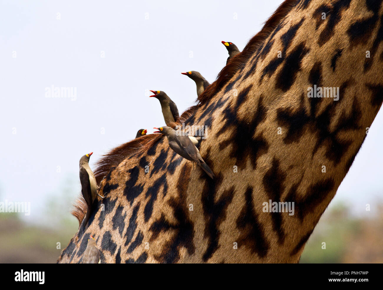 Giraffe feet hi-res stock photography and images - Alamy