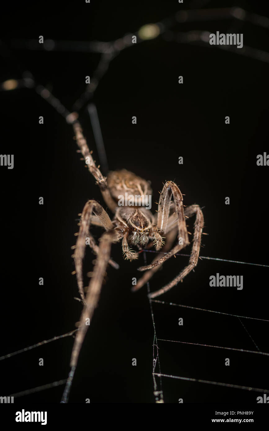 Bridge orb weaver hi-res stock photography and images - Alamy