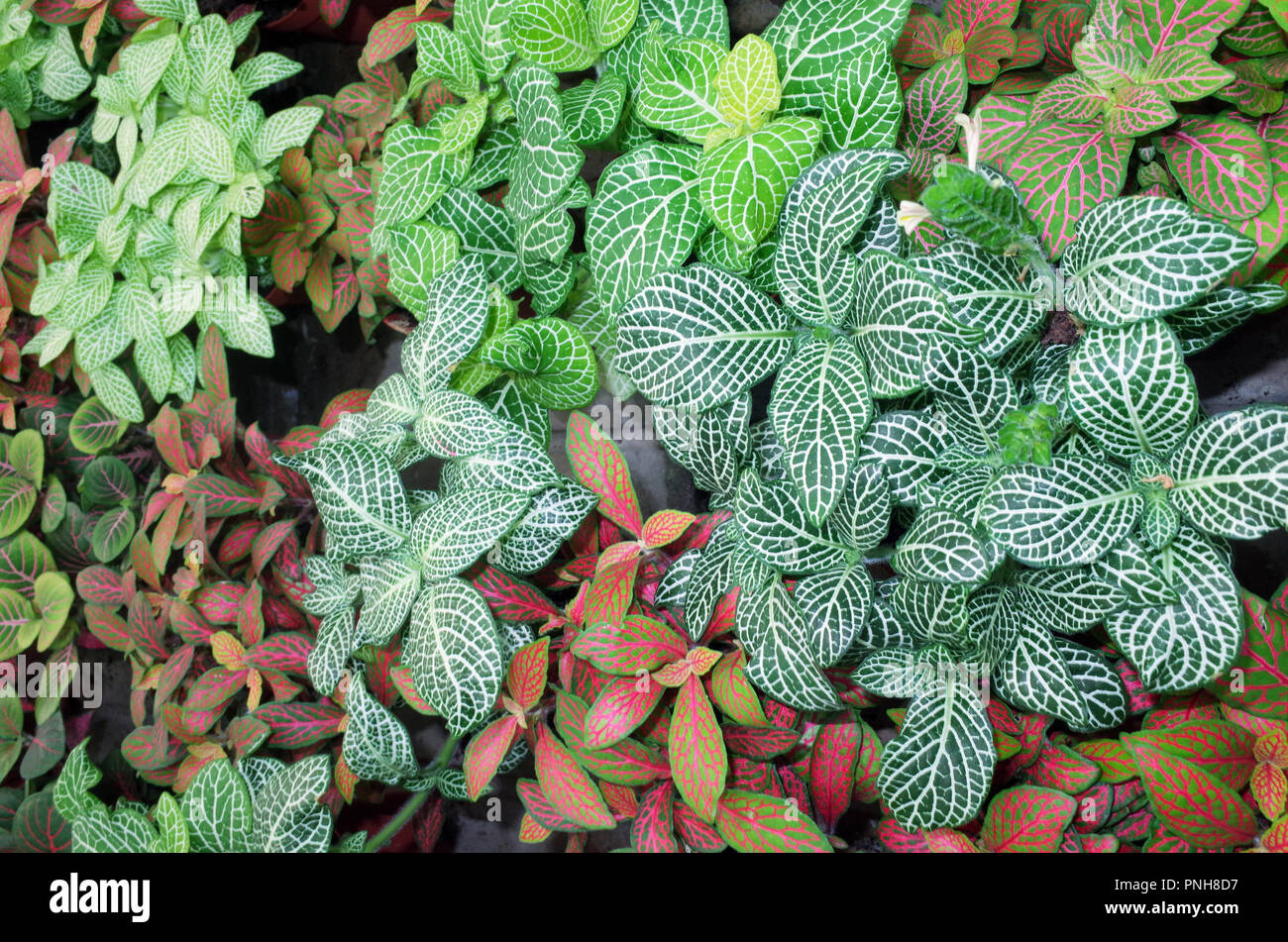 Fittonia macro hi-res stock photography and images - Alamy