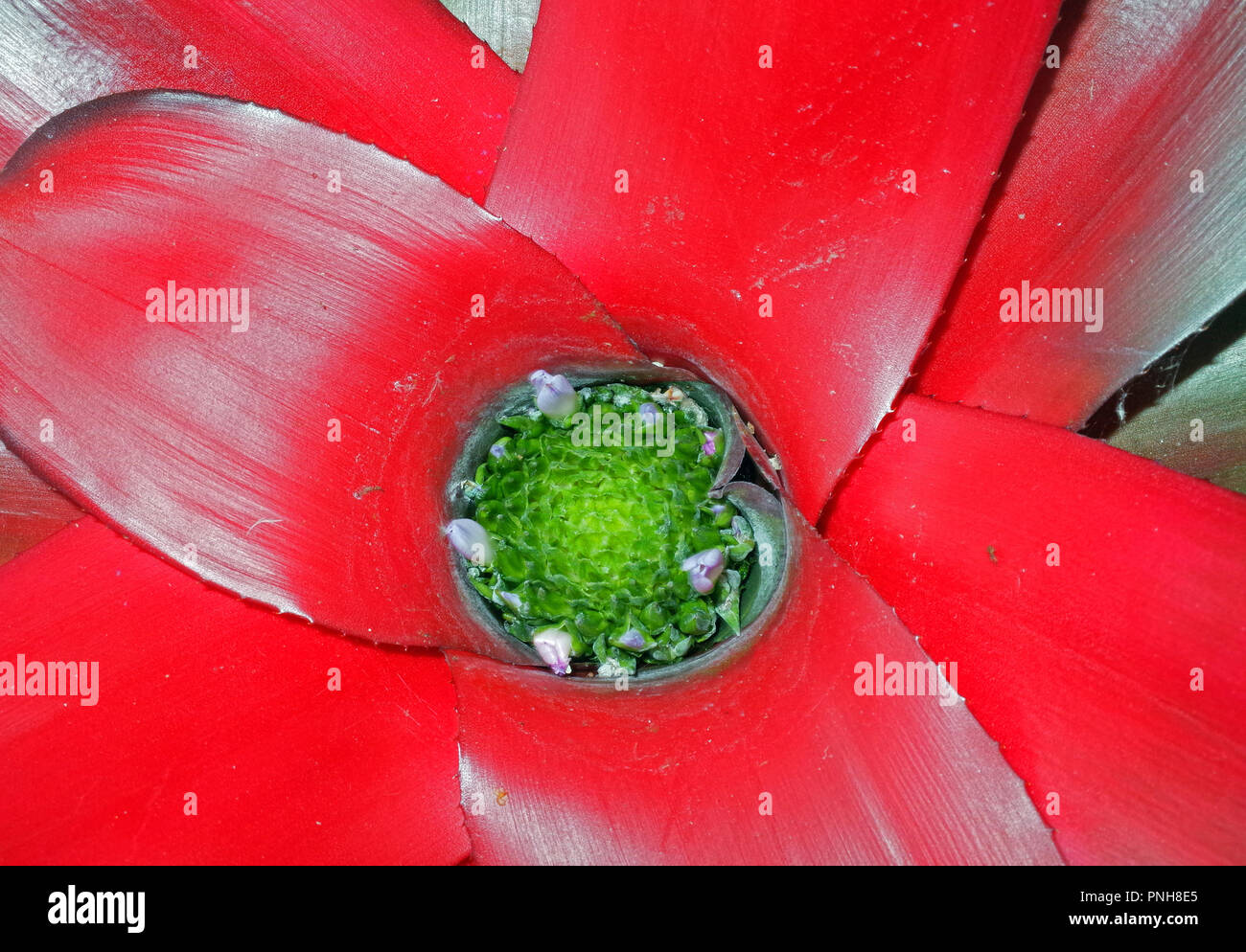 Red plant neoregelia hi-res stock photography and images - Alamy