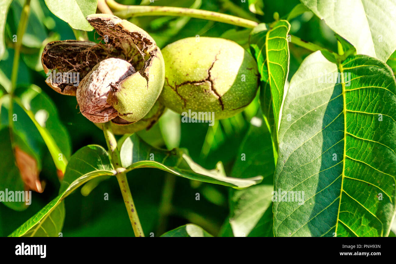 Walnut hanging on the tree hi-res stock photography and images - Alamy